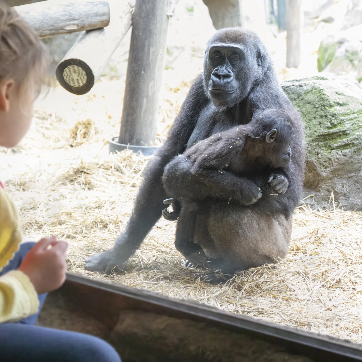 Western Lowland Gorillas in Chessington Zoo