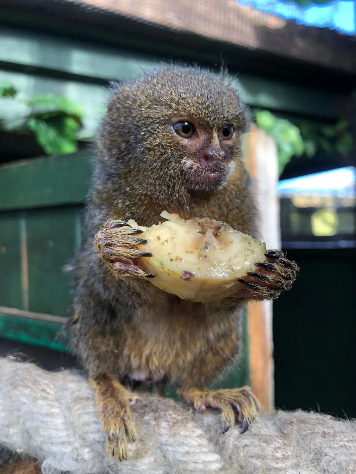 Pygmy Marmoset in the Chessington Zoo