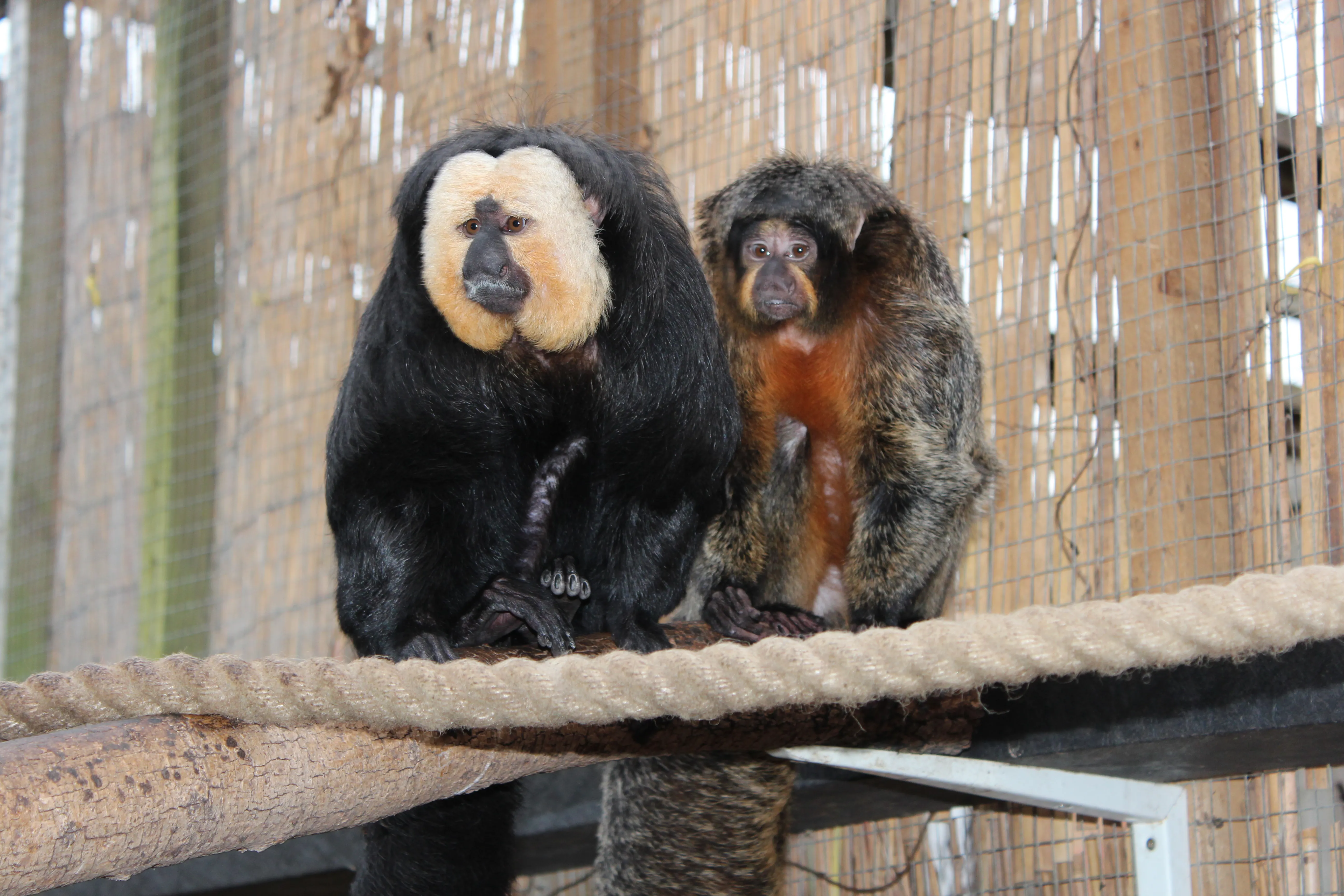 Saki Monkey in the Monkey Walk-through in AMAZU at Chessington Zoo