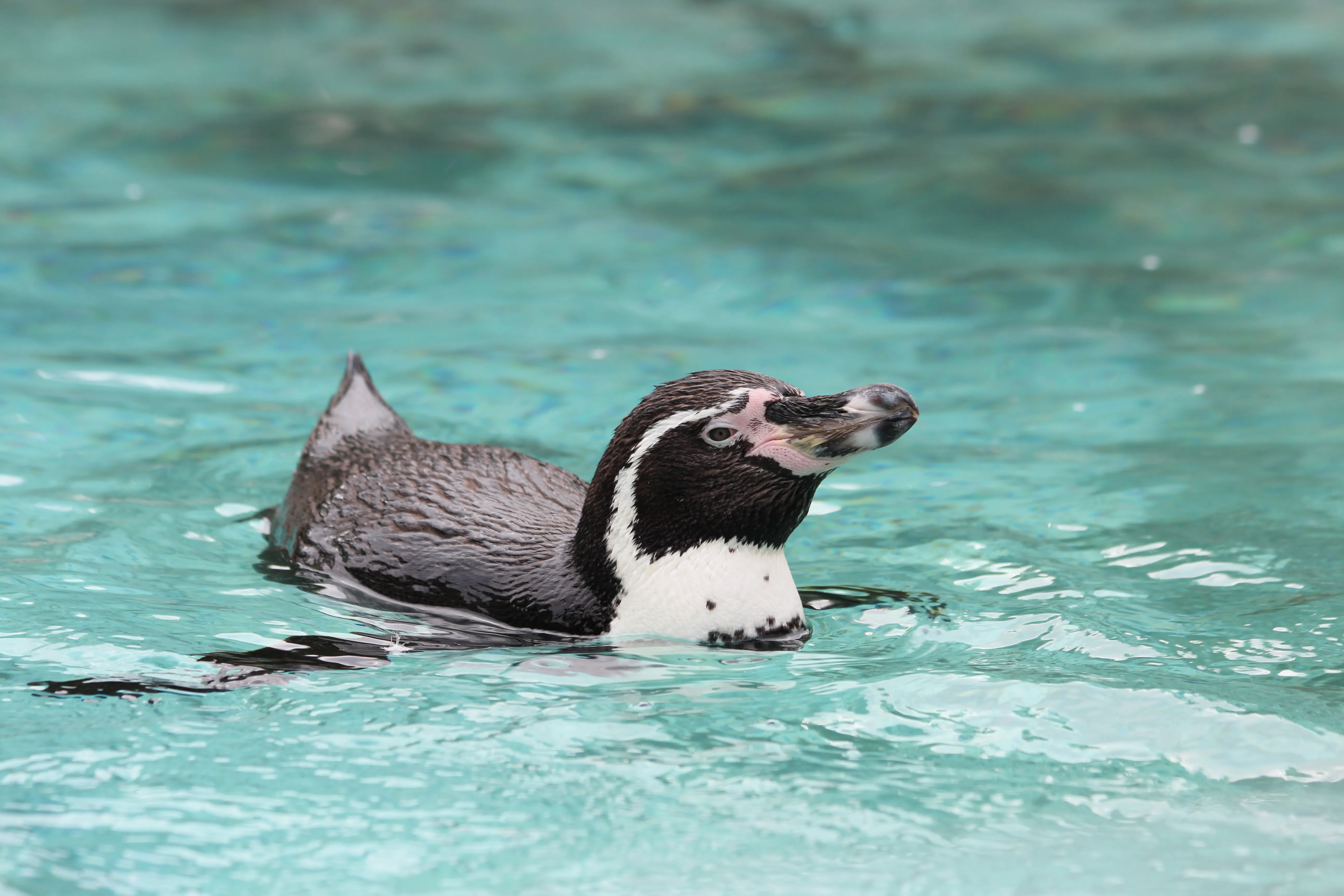 Humboldt Penguins, in Penguin Bay at Chessington Zoo