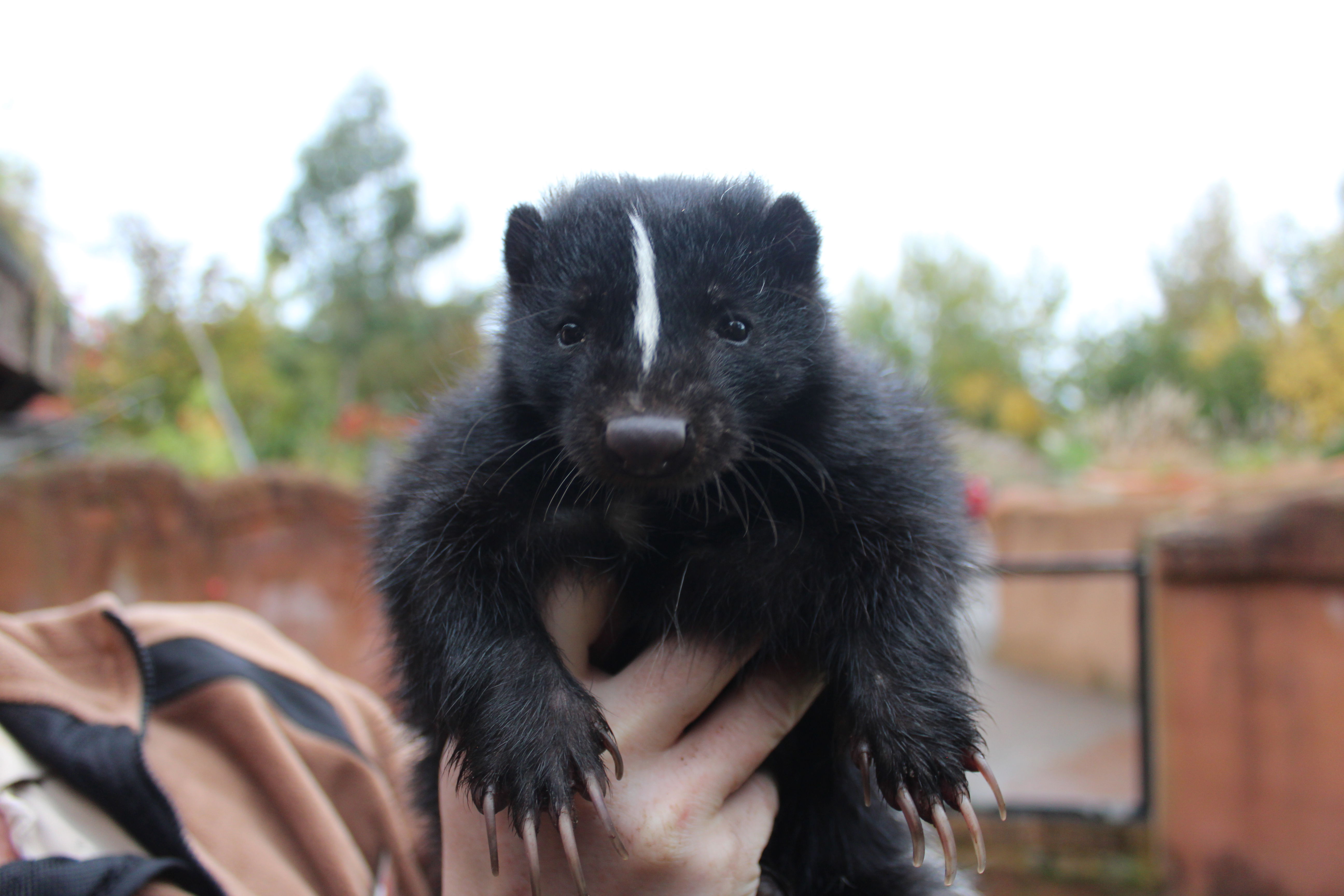 Visit the Skunks | Chessington Zoo