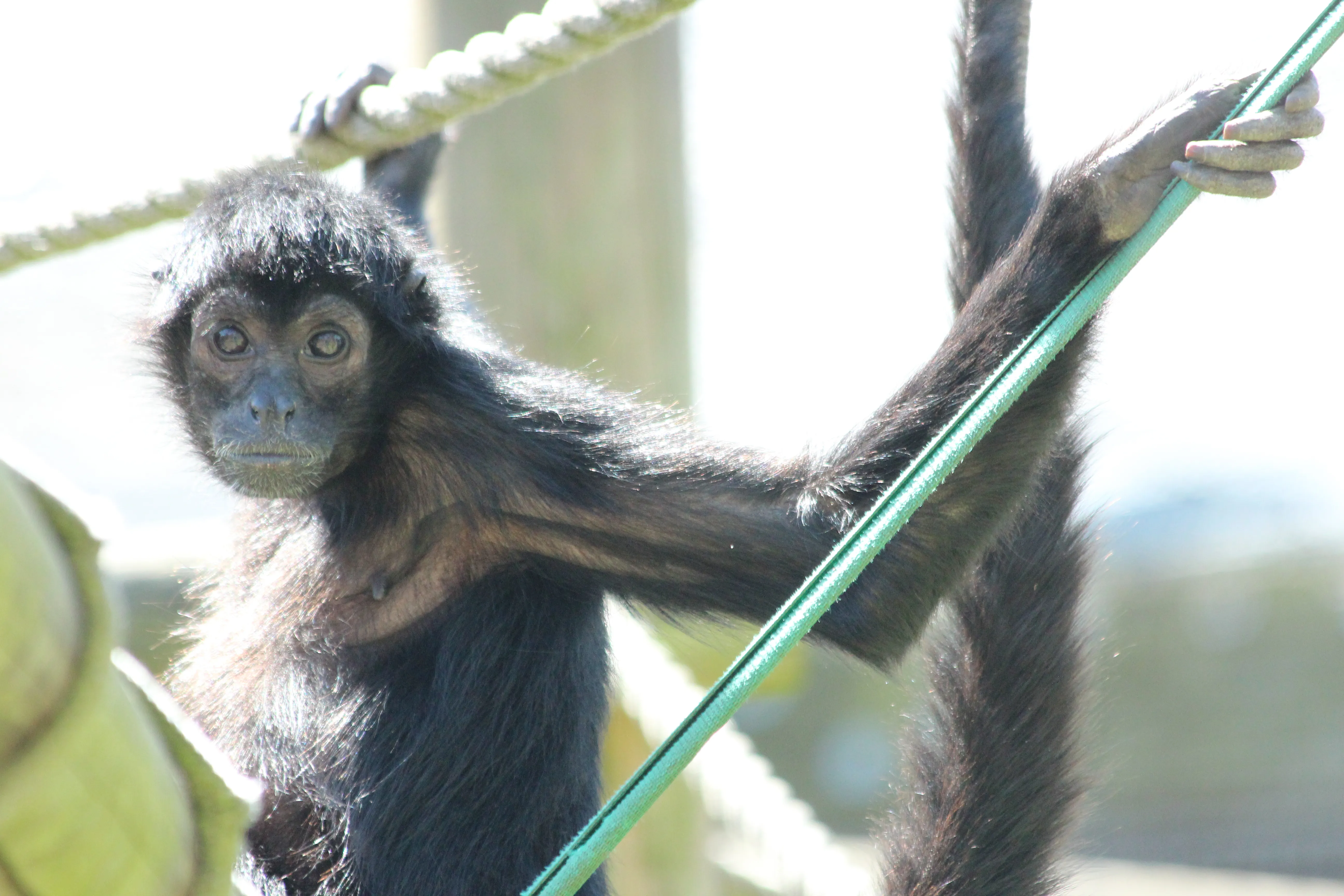 Spider Monkey in AMAZU at Chessington Zoo