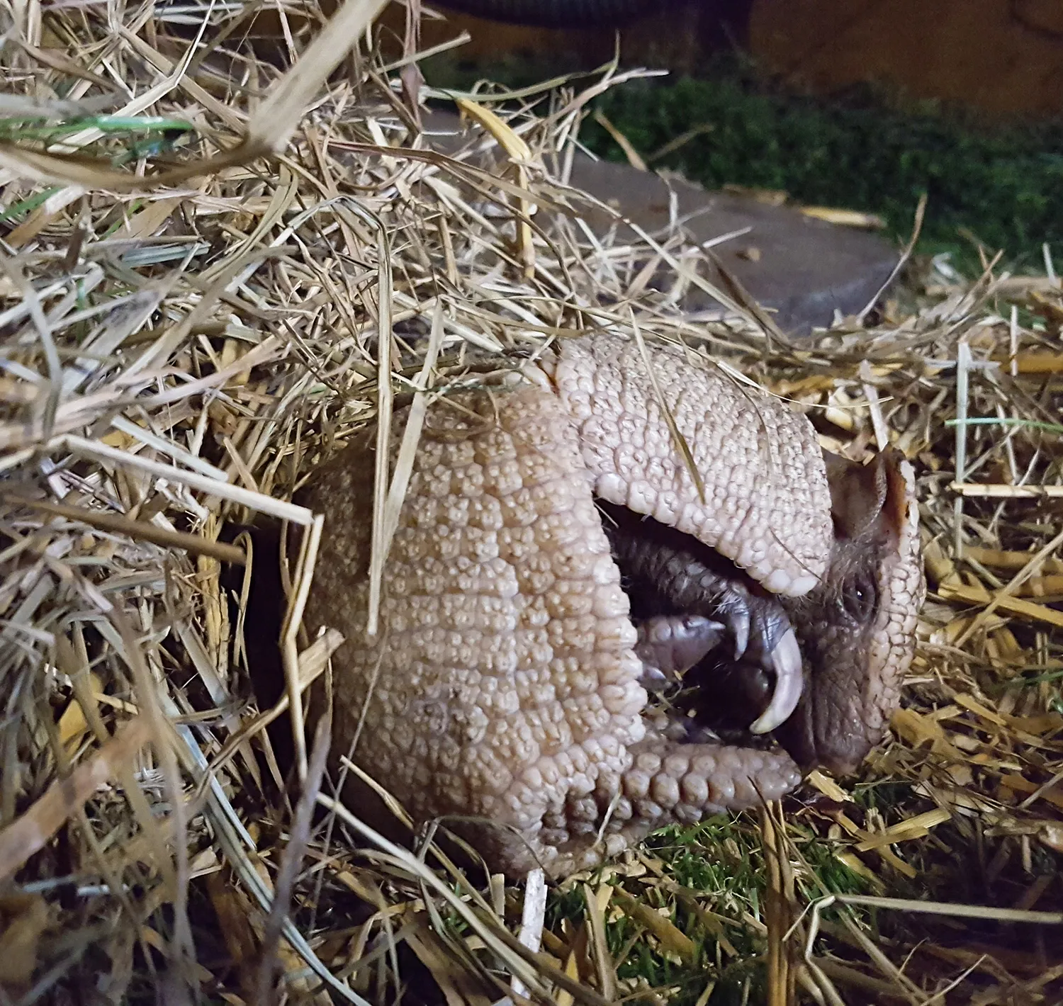 Three Banded Armadillo in AMAZU in the Chessington Zoo