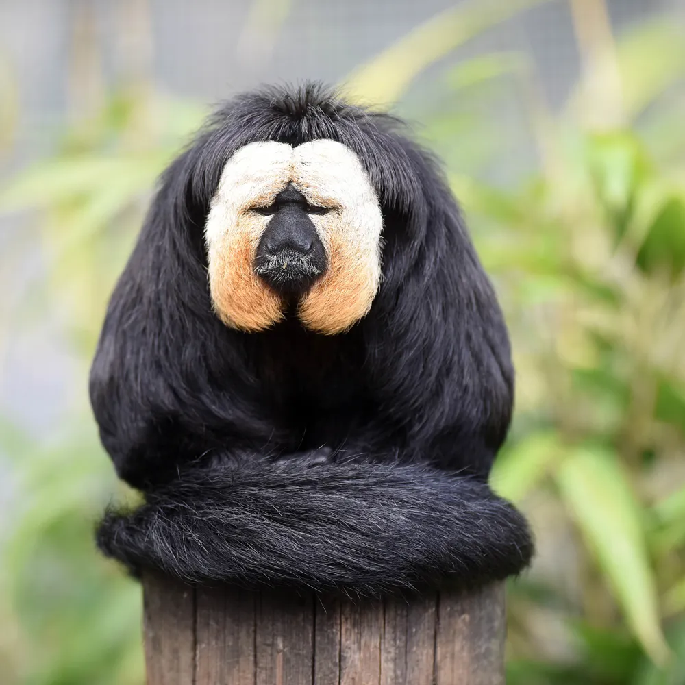 Saki Monkey at Chessington Zoo