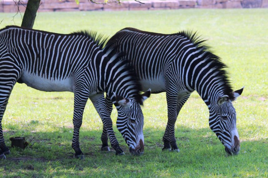 Grevy’s Zebra, in the Wanyama Village & Reserve at Chessington
