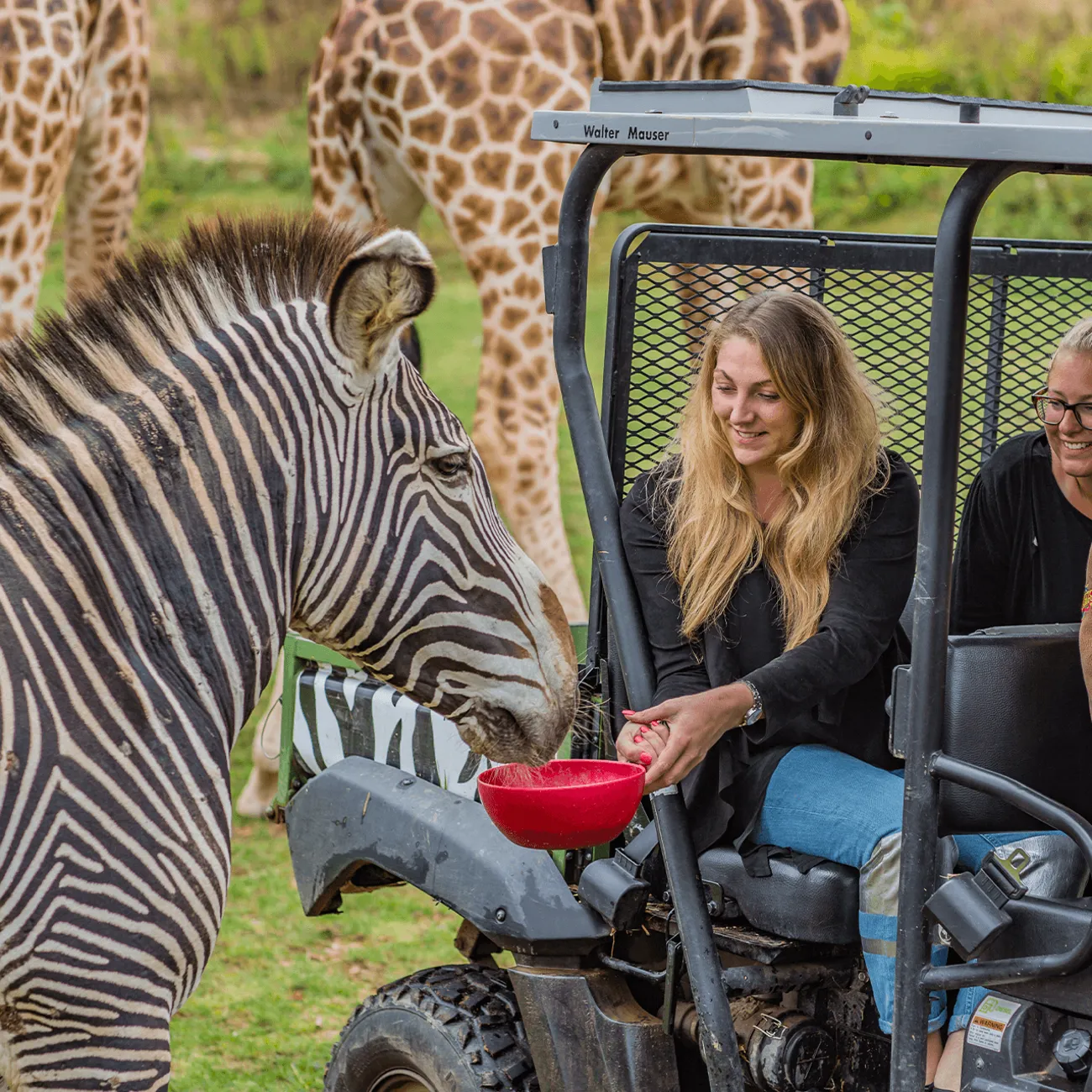 Chessington World of Adventures Resort: UK Theme Park & Zoo