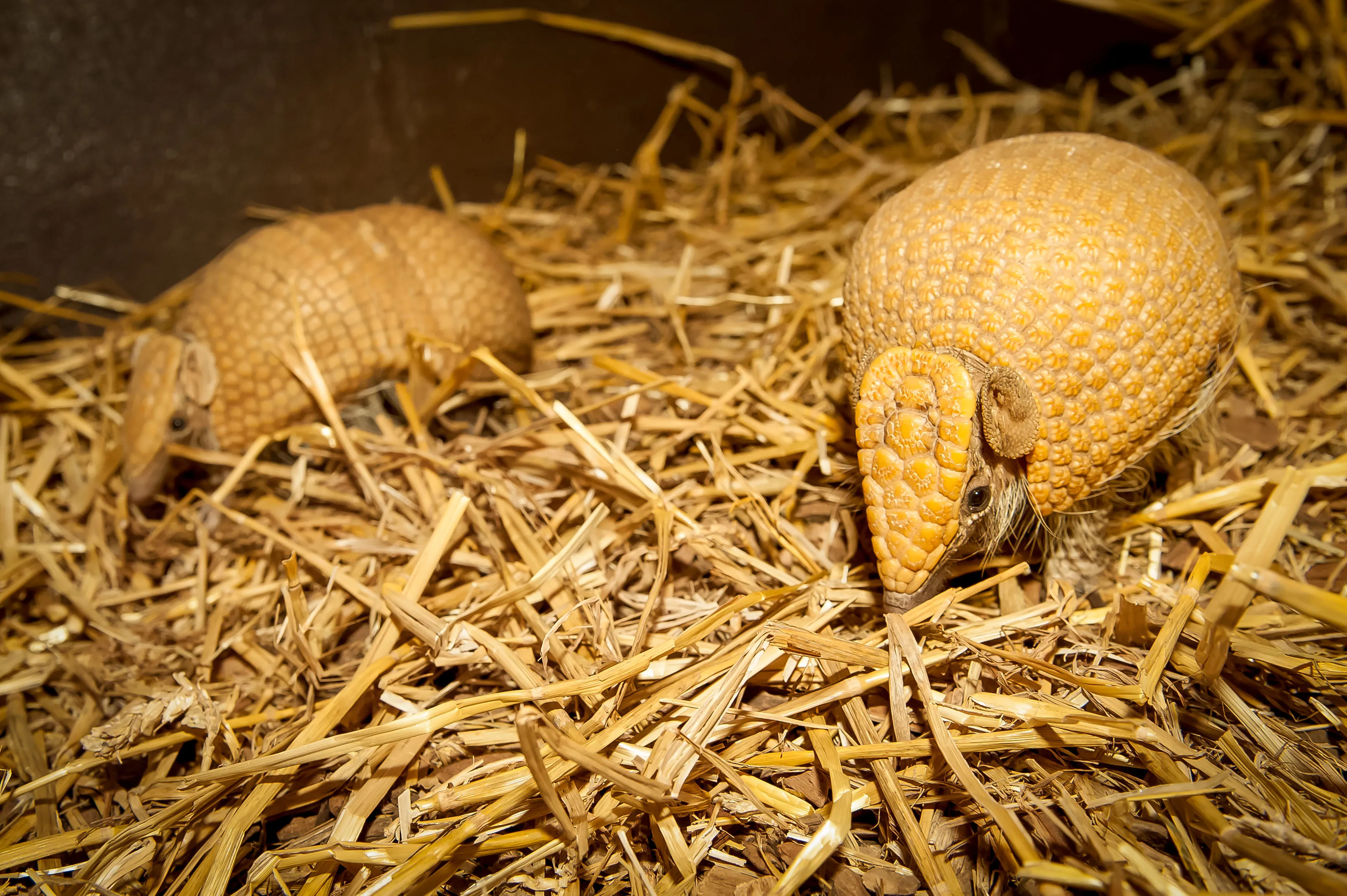 Three Banded Armadillo in AMAZU in the Chessington Zoo