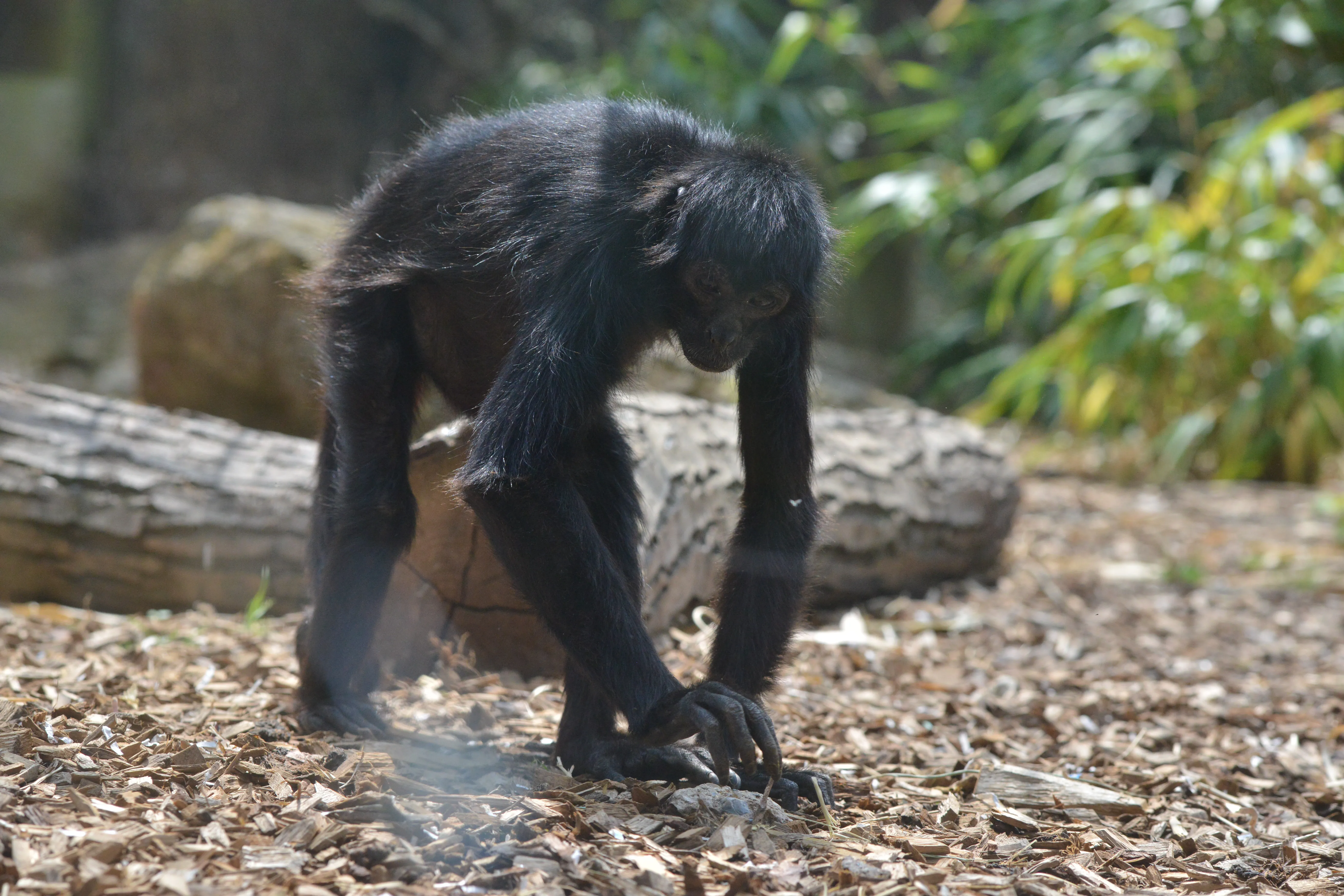 Spider Monkey in AMAZU at Chessington Zoo