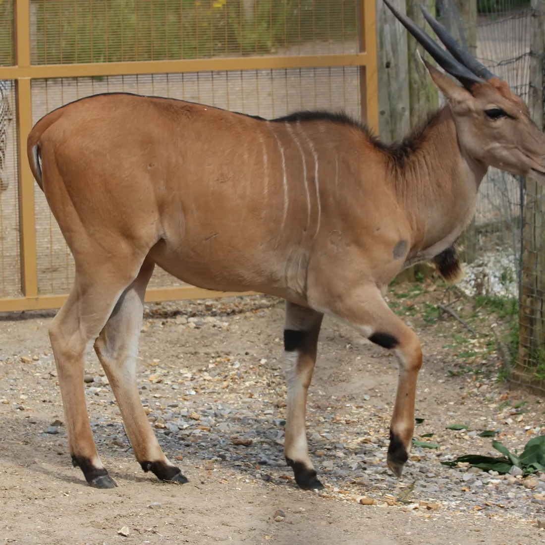 Common Eland in the Chessington Zoo