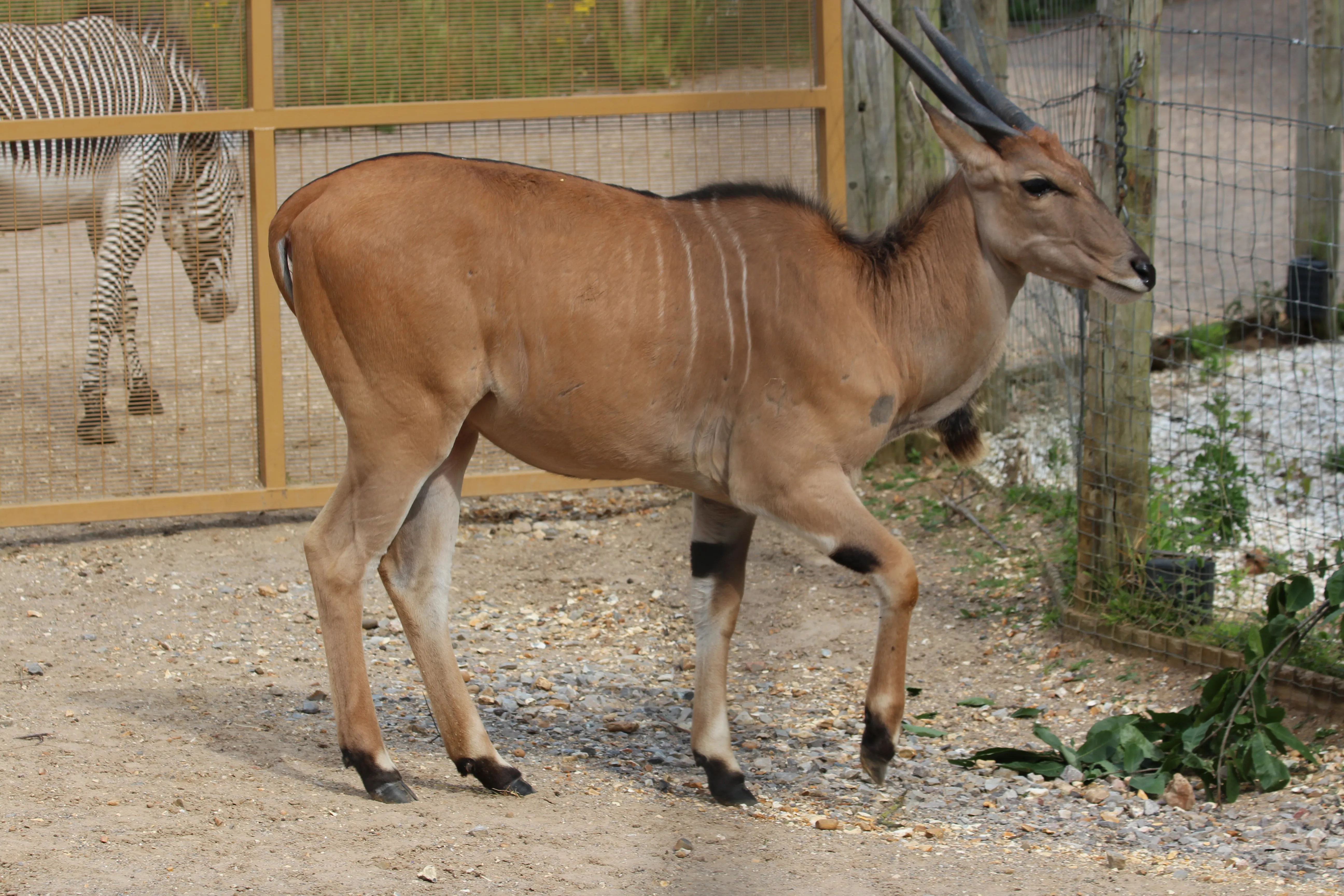 Common Eland in the Chessington Zoo